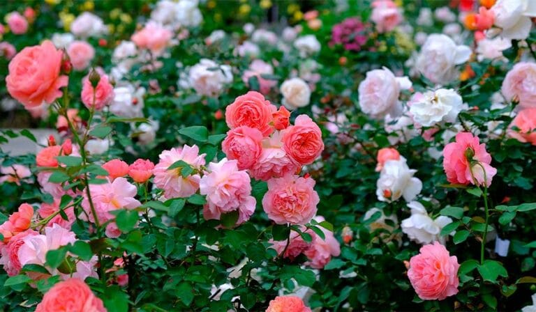 Todo lo que Debes Saber sobre el Rosal: Cuidados, Curiosidades y ...