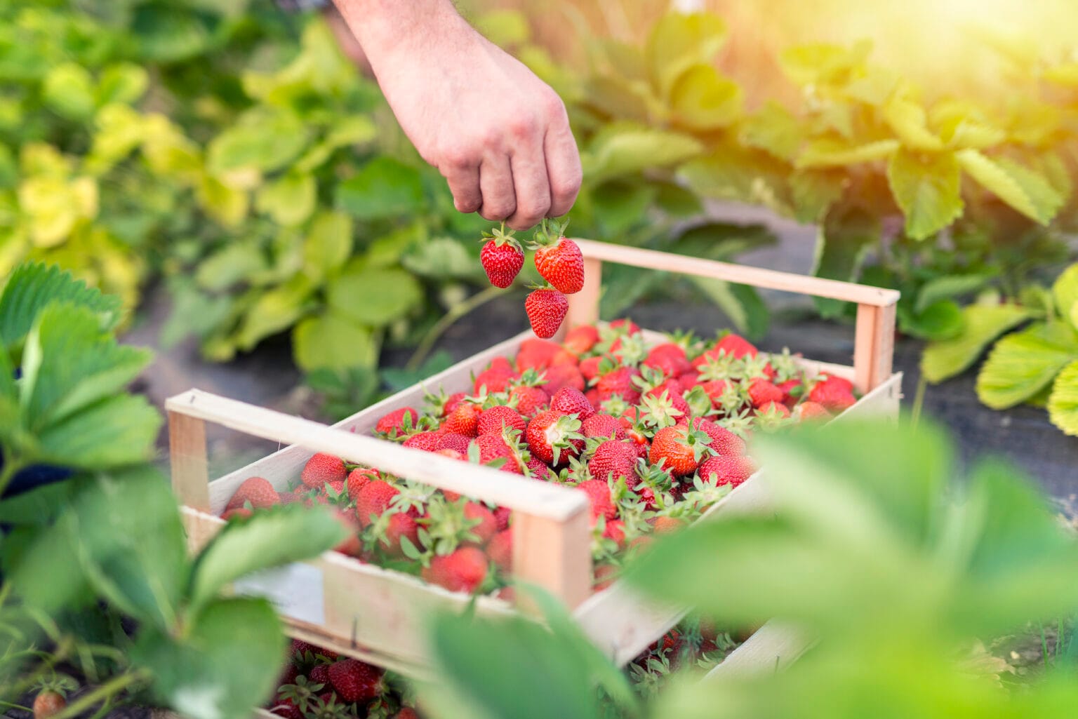 Guía completa para plantar y cultivar fresas: cuándo sembrar, cuidados ...